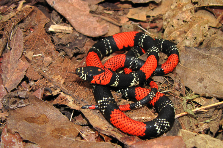 Você sabe a diferença entre as cobras coral-verdadeira e a falsa-coral?